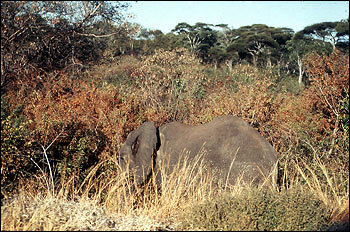 Elephant damage to vegetation in Botswana